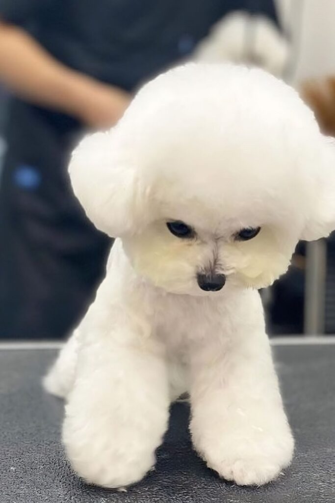 22 Bichon Frise Haircut Styles You’ll Adore