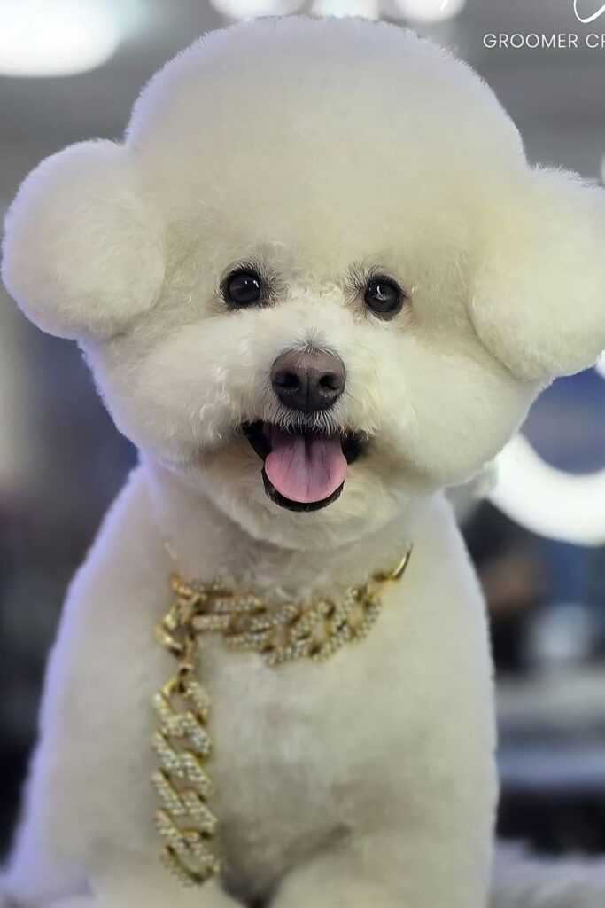 22 Bichon Frise Haircut Styles You’ll Adore