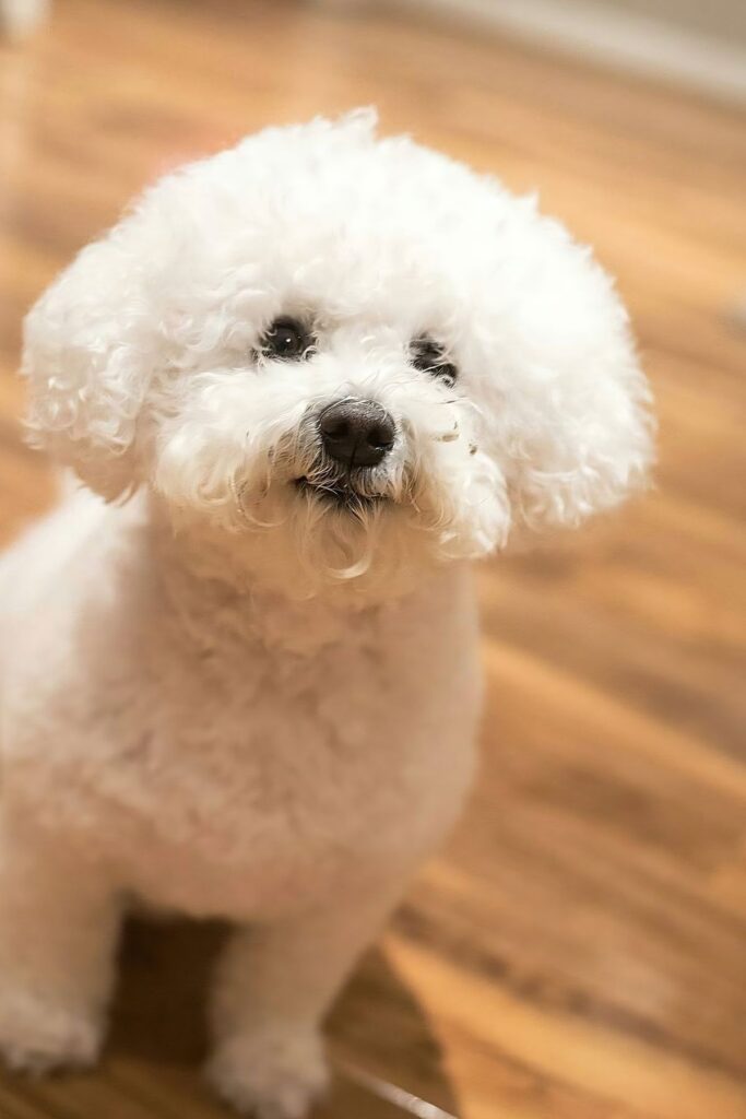 22 Bichon Frise Haircut Styles You’ll Adore