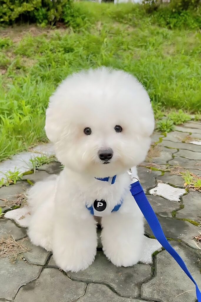 22 Bichon Frise Haircut Styles You’ll Adore