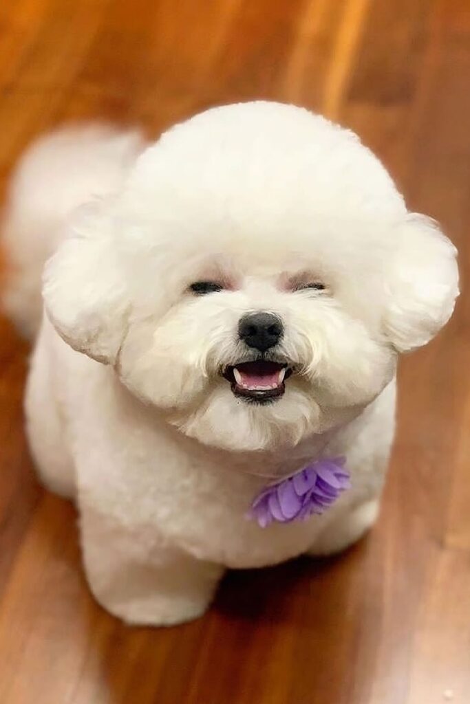 22 Bichon Frise Haircut Styles You’ll Adore