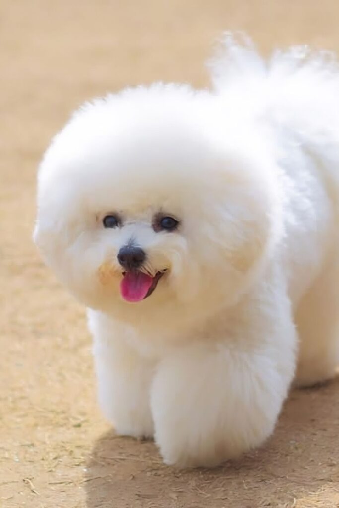 22 Bichon Frise Haircut Styles You’ll Adore