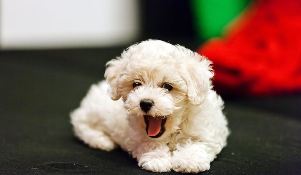 20 Adorable Facts About Bichon Frise Dogs You Need to Know