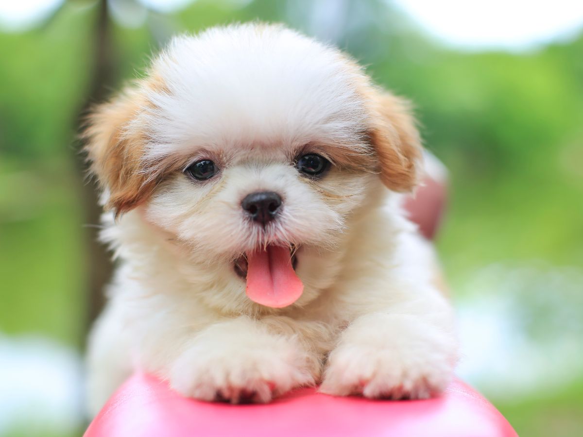 Girl Dog Names Ultimate Guide: Over 100 Ideas!