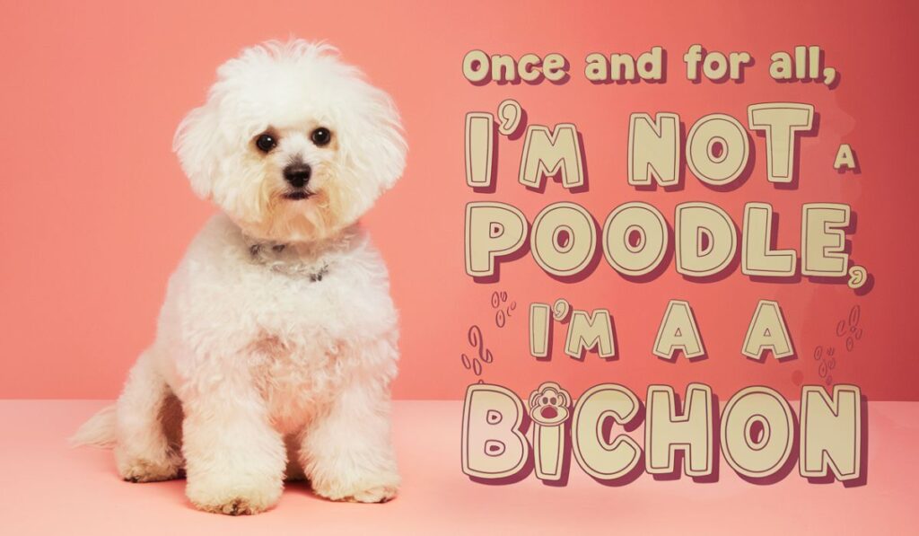 21 Bichon Frise Quotes Every Dog Mom Will Love