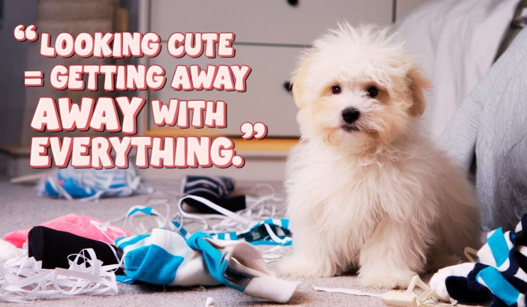 21 Bichon Frise Quotes Every Dog Mom Will Love