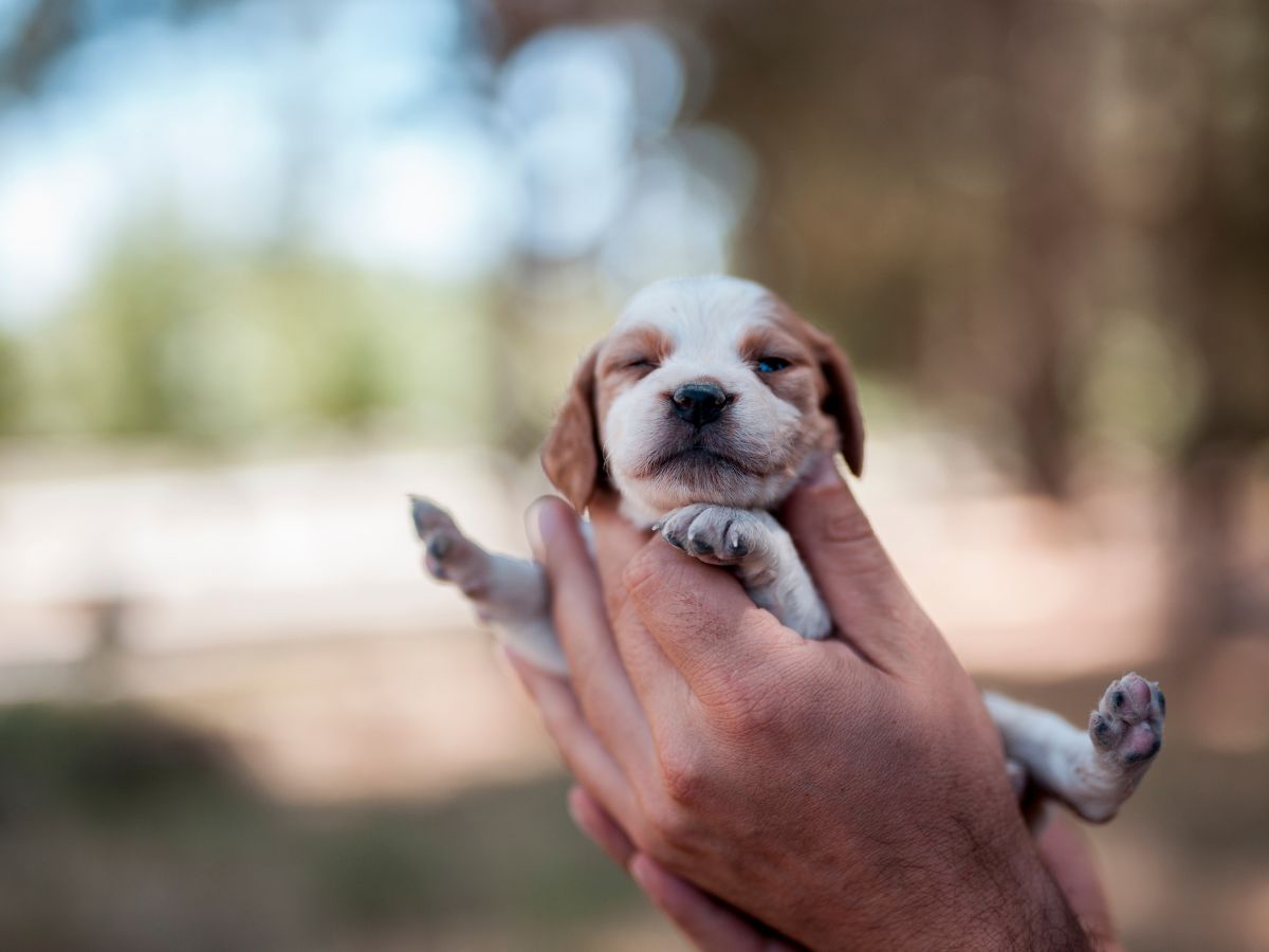 Male Puppy Names Ultimate Guide: Over 250 Ideas!