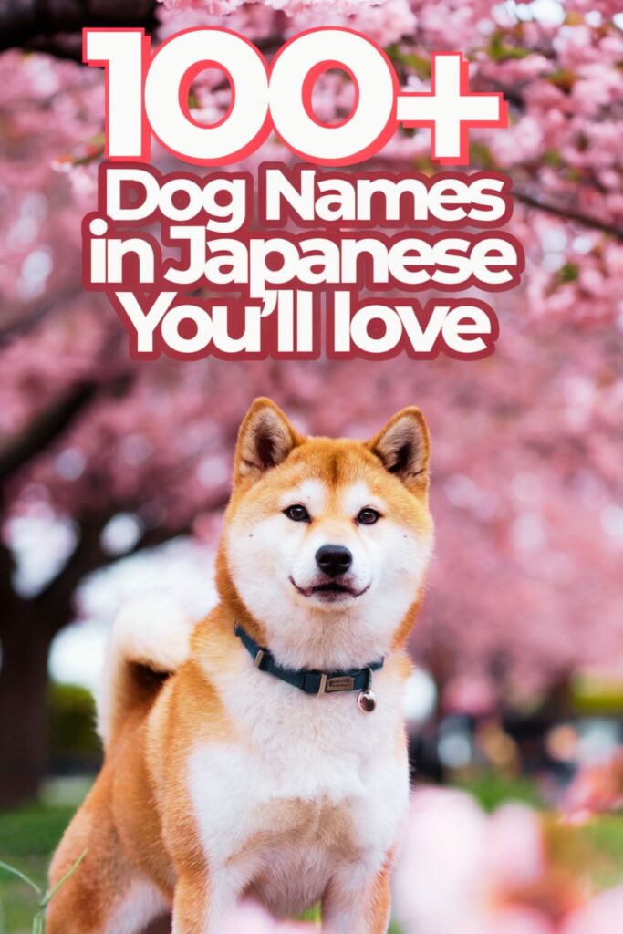 Dog Names in Japanese: 100+ Unique and Aesthetic Choices for Your Pup