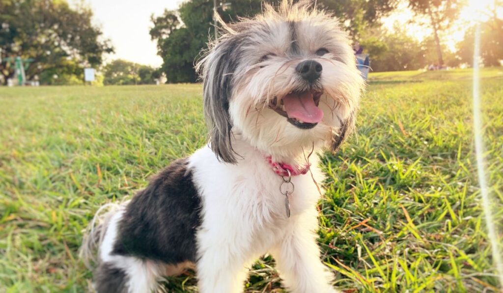 12 Small Dog Breeds for Seniors Seeking Loyal, Loving Companions