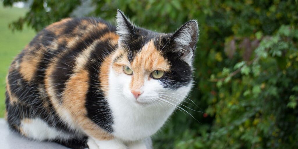 Calico Cats Are Not Just Cute—They’re Pure Magic!