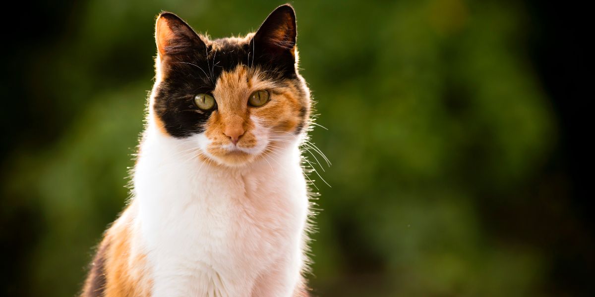 Calico Cats Are Not Just Cute—They’re Pure Magic!