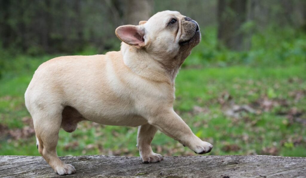 100 Cute Girl Dog Names for Small Dogs: Tiny Pups with Big Personalities