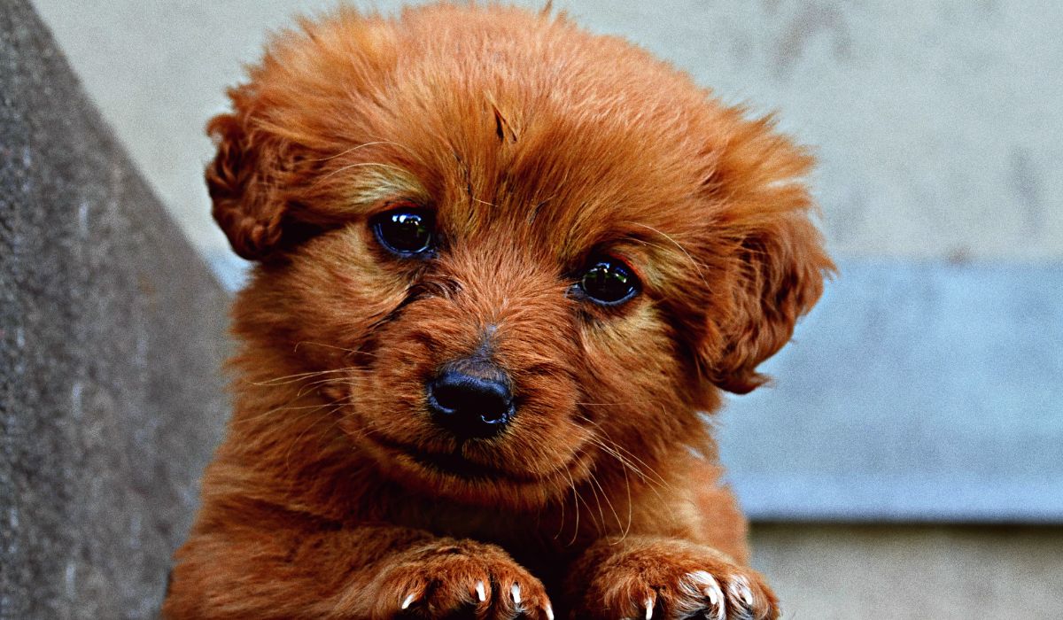 100+ Brown Dog Names That Are Just Perfect for Your New Puppy