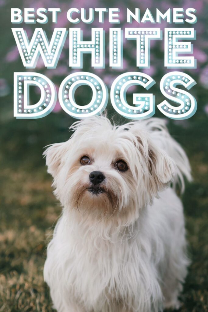 150+ Best White Dog Names: Perfect Picks for Your Snowy Pup!