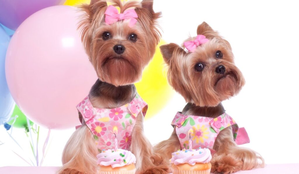 Throwing the Perfect Dog Birthday Party: 21 Amazing Ideas