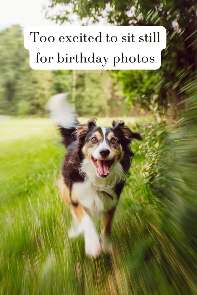 20 Dog Birthday Instagram Story Ideas