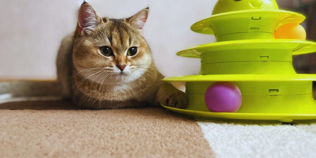 Cat Enrichment: Why It’s Essential for a Happy, Healthy Cat