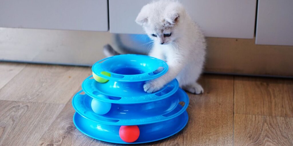 Cat Enrichment: Why It’s Essential for a Happy, Healthy Cat