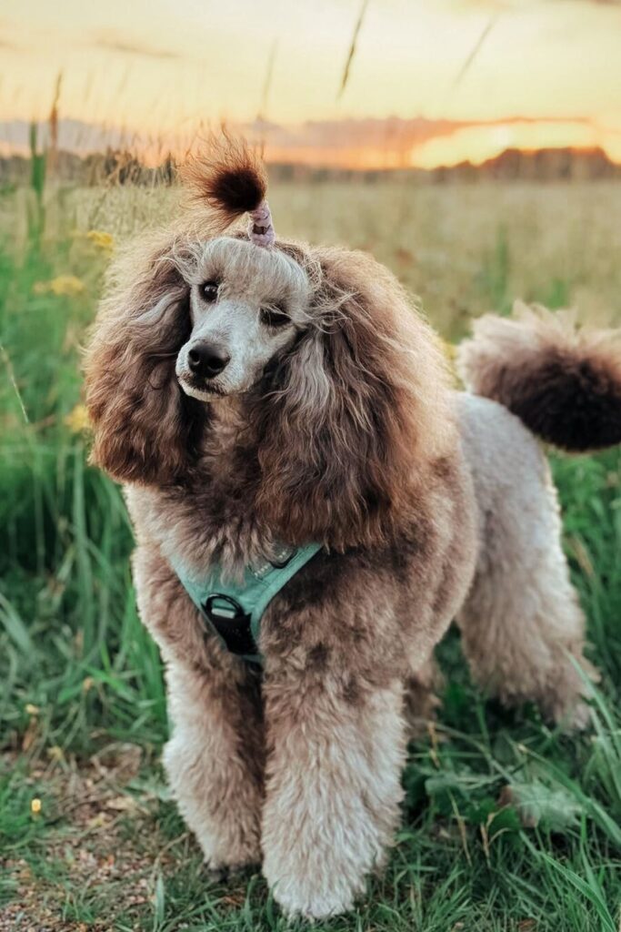22 Gorgeous Standard Poodle Haircut Styles