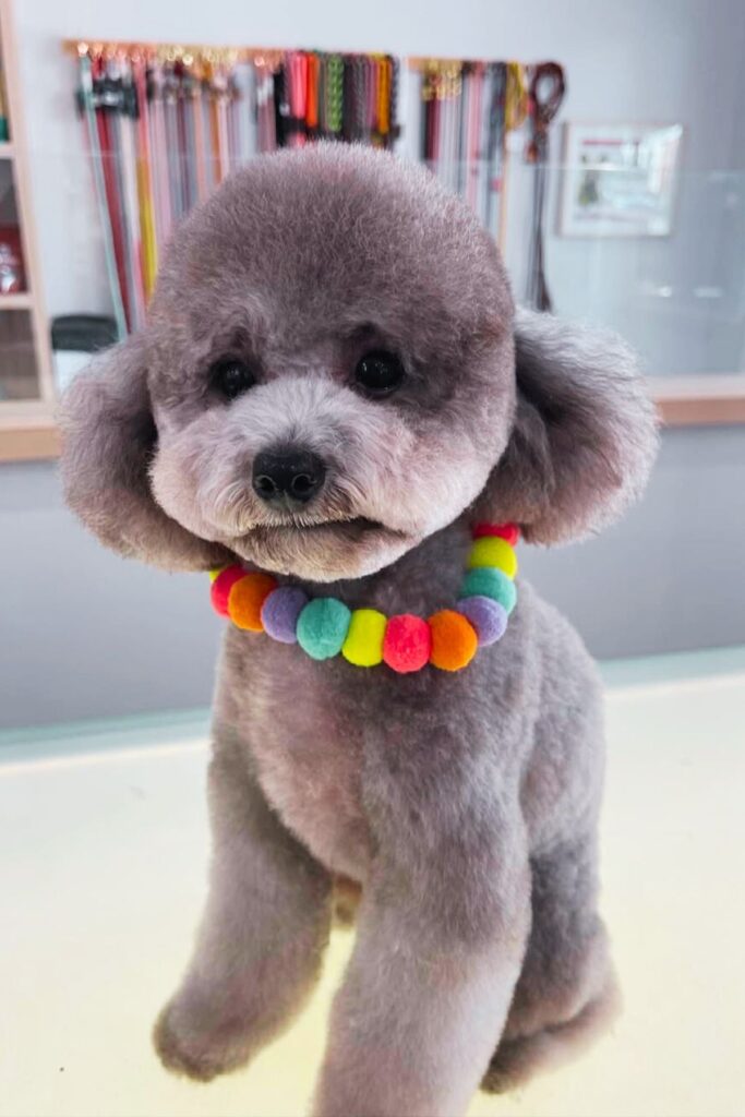 22 Adorable Toy Poodle Haircut Styles That Will Make You Swoon