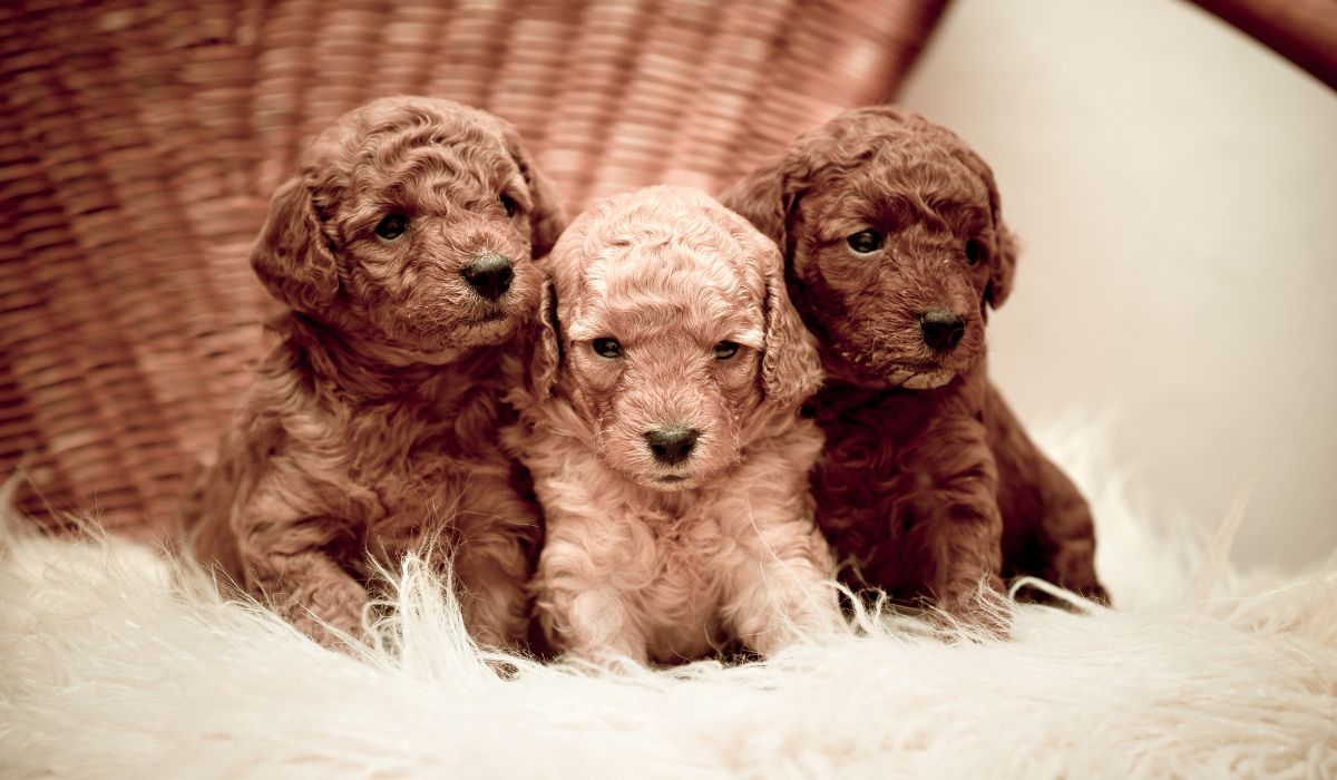 100 Toy Poodle Names: Adorably Unique Ideas for Your Tiny Fluffball