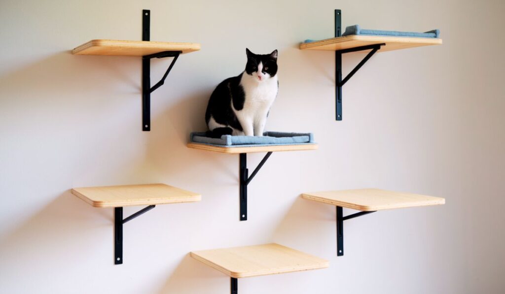 DIY Cat Shelves: Step-by-Step Guide for Beginners - Pawesomeverse