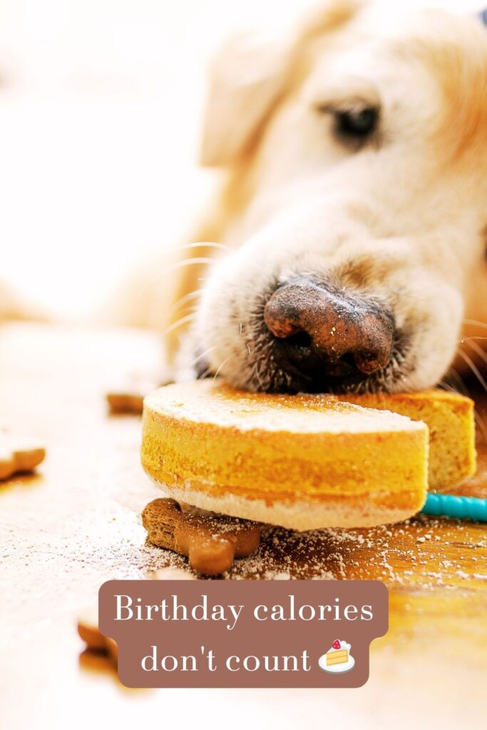 20 Dog Birthday Instagram Story Ideas