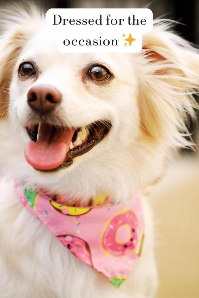 20 Dog Birthday Instagram Story Ideas