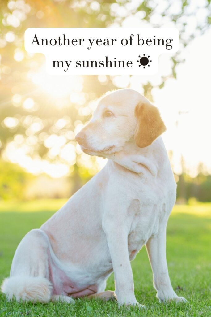 20 Dog Birthday Instagram Story Ideas