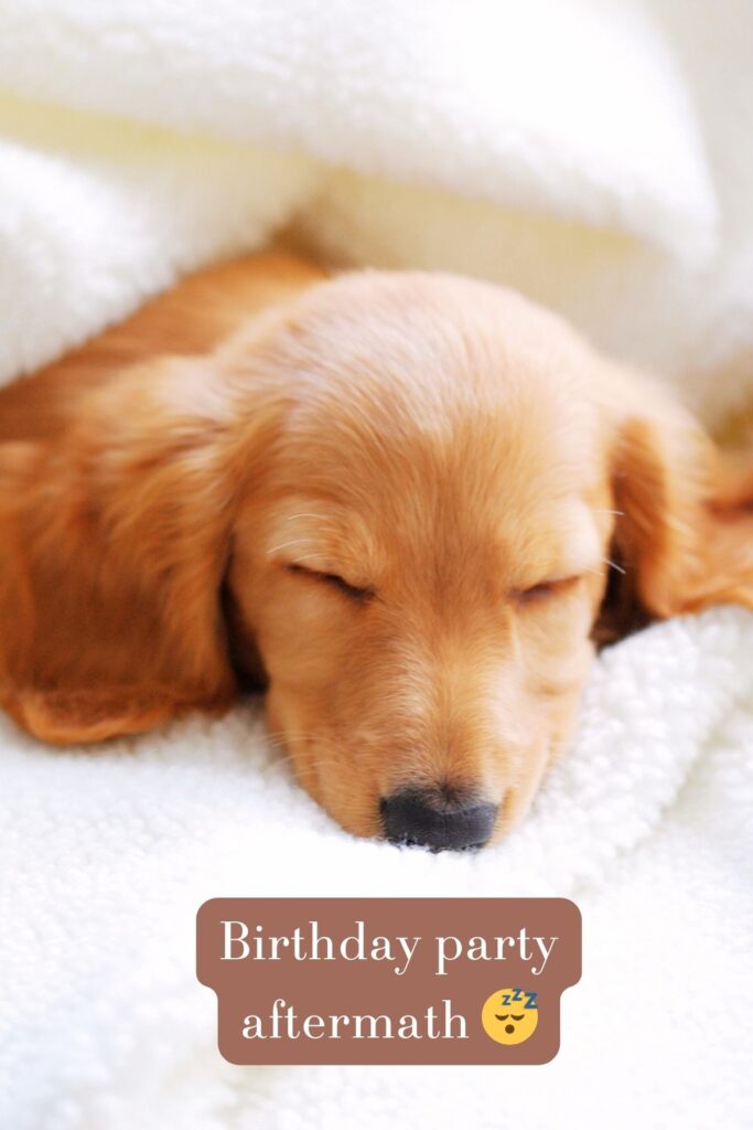 20 Dog Birthday Instagram Story Ideas