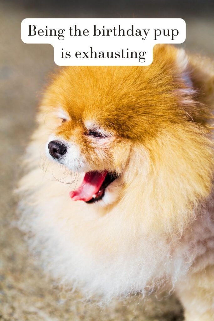 20 Dog Birthday Instagram Story Ideas