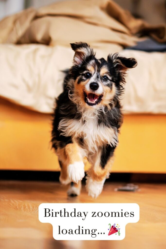 20 Dog Birthday Instagram Story Ideas