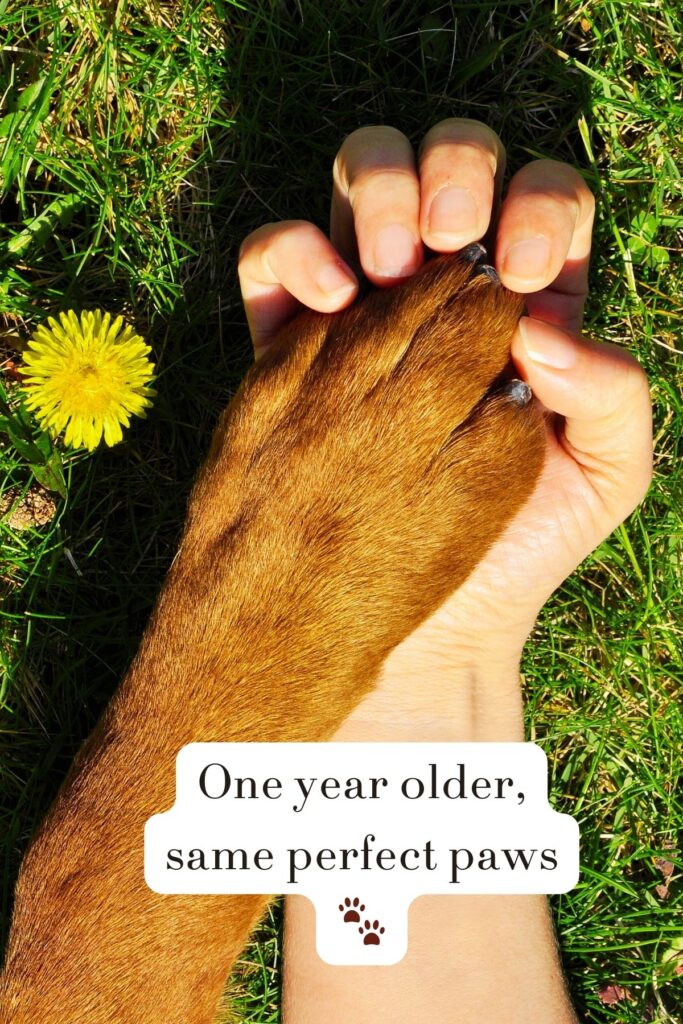 20 Dog Birthday Instagram Story Ideas