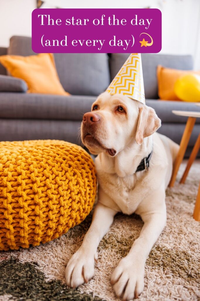 20 Dog Birthday Instagram Story Ideas