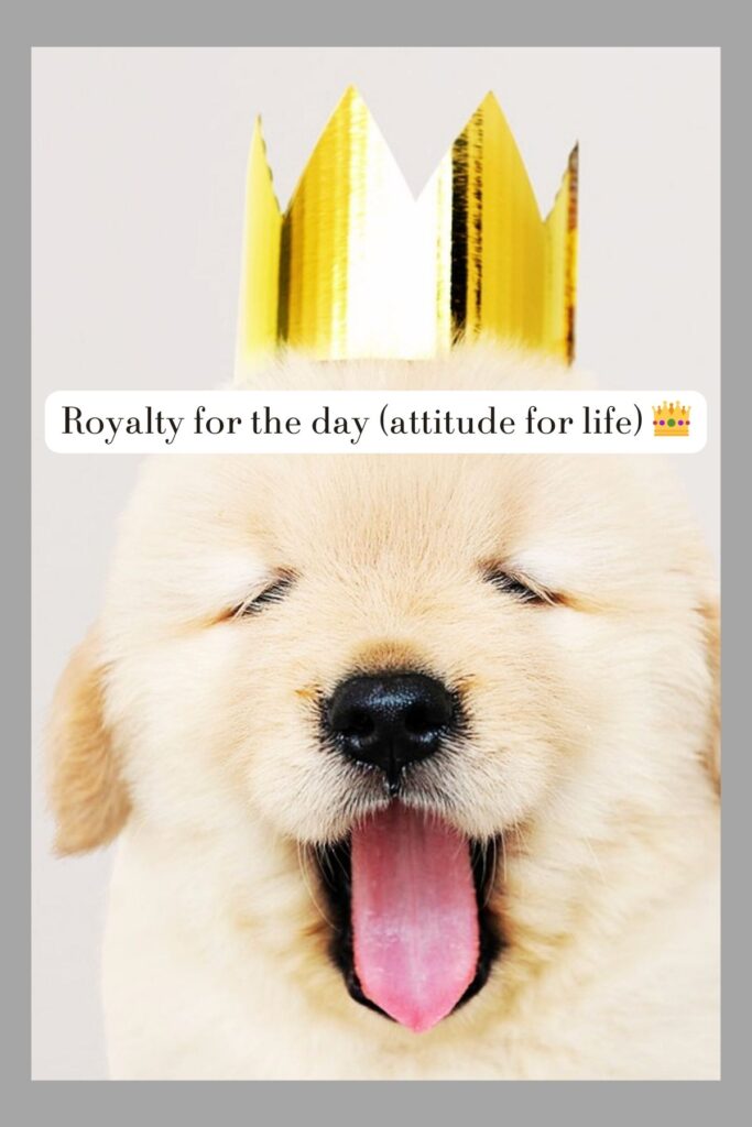 20 Dog Birthday Instagram Story Ideas