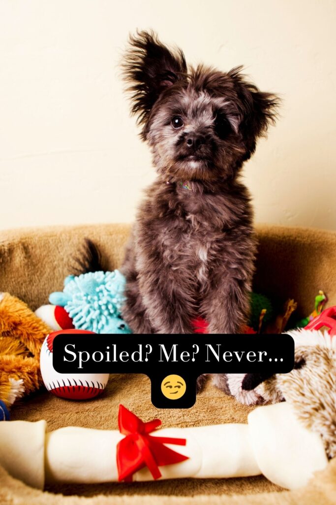 20 Dog Birthday Instagram Story Ideas