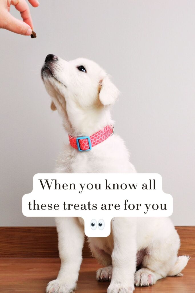 20 Dog Birthday Instagram Story Ideas