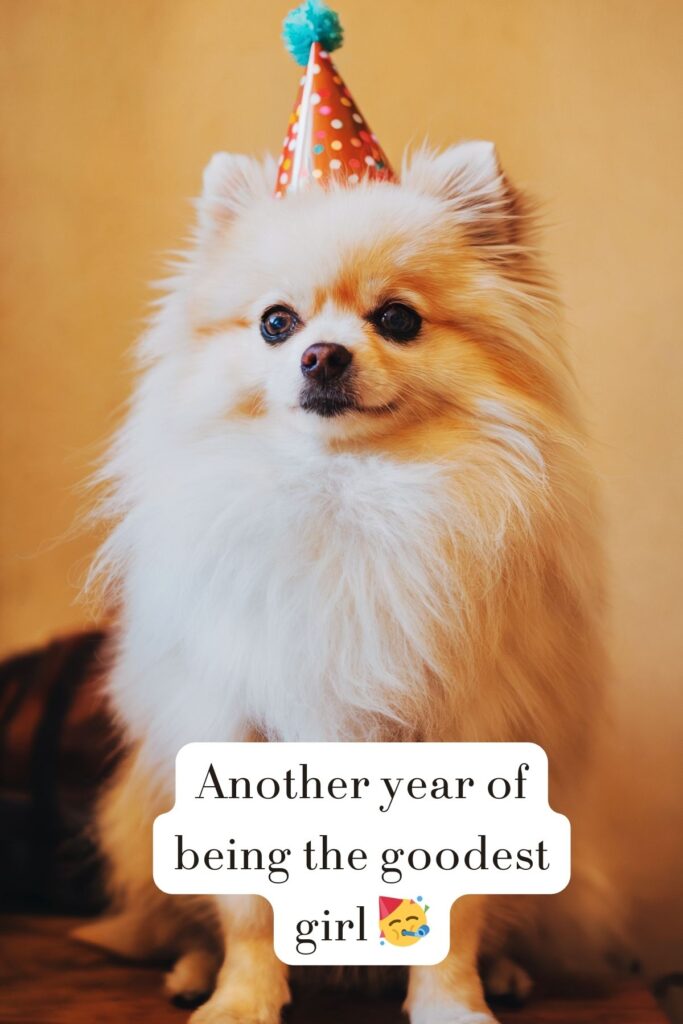 20 Dog Birthday Instagram Story Ideas