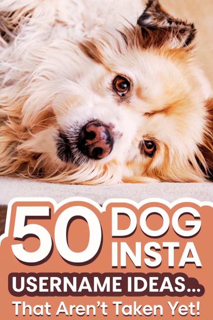 50+ Dog Instagram Username Ideas Your Followers Will Love