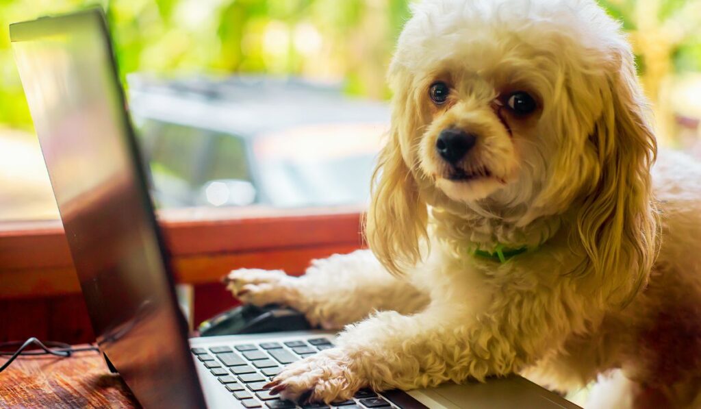 50+ Dog Instagram Username Ideas Your Followers Will Love