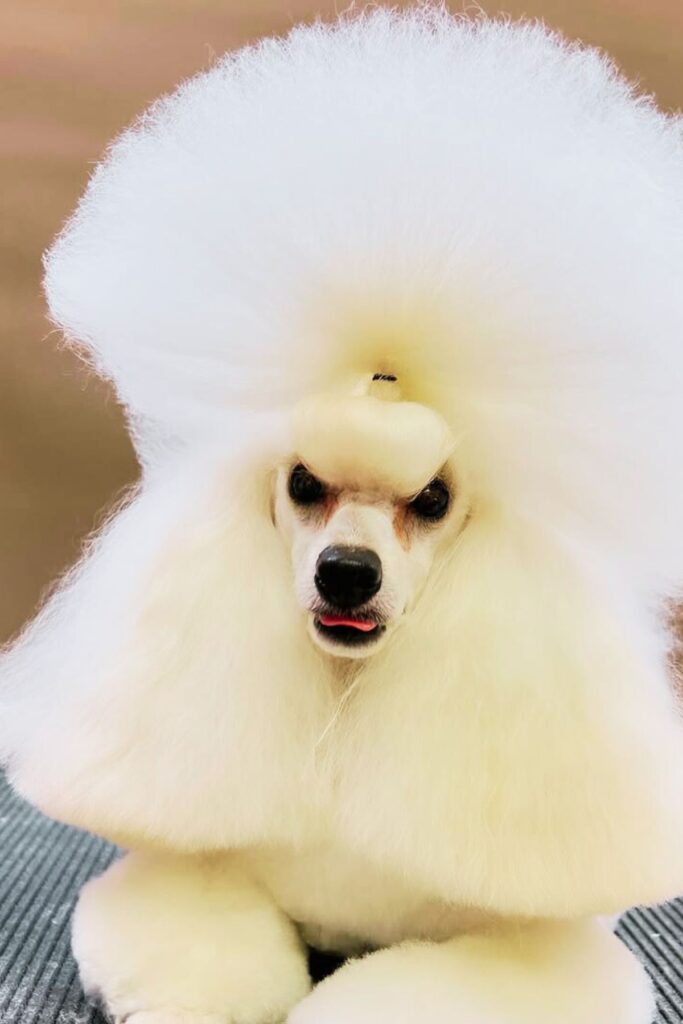 22 Adorable Toy Poodle Haircut Styles That Will Make You Swoon