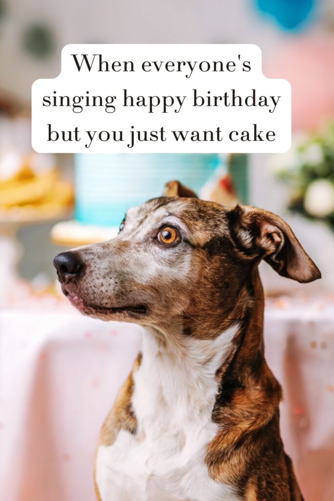 20 Dog Birthday Instagram Story Ideas