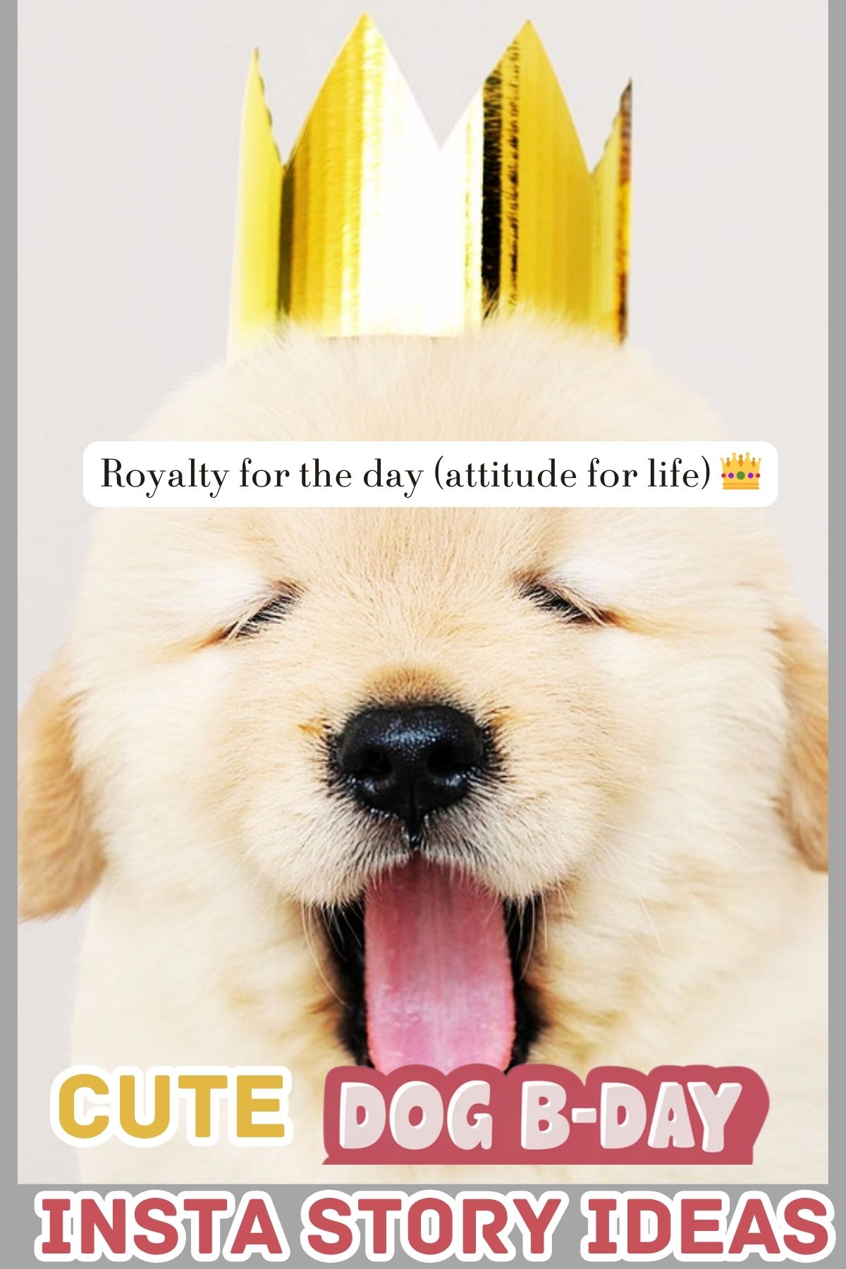 20 Dog Birthday Instagram Story Ideas