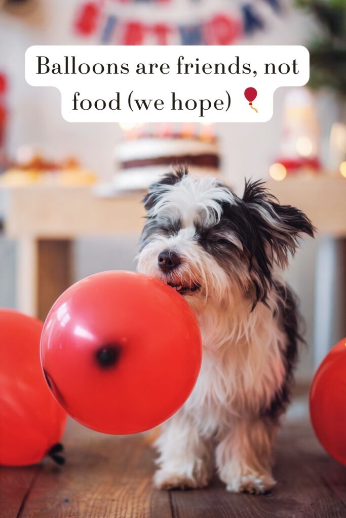 20 Dog Birthday Instagram Story Ideas