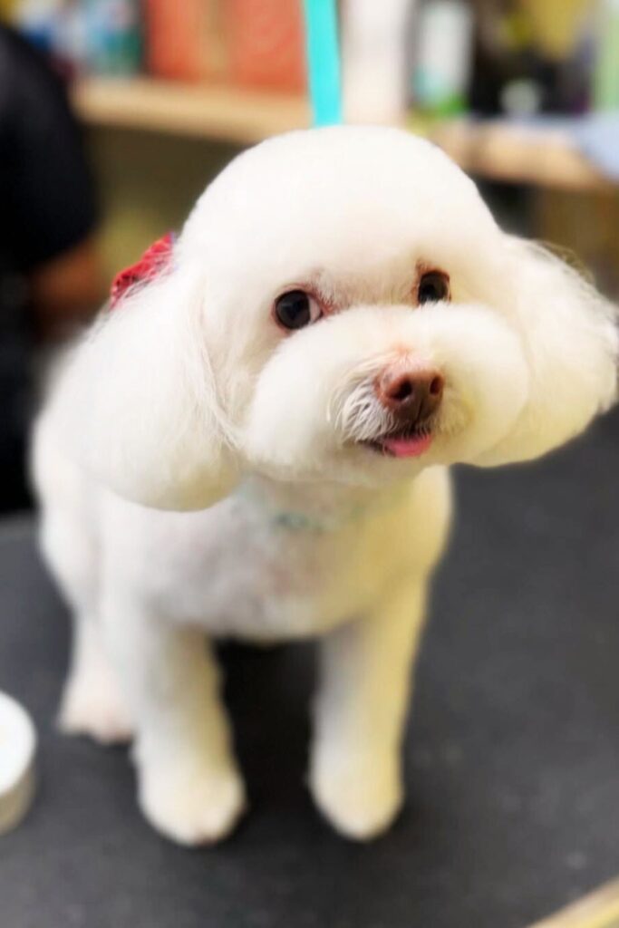 22 Adorable Toy Poodle Haircut Styles That Will Make You Swoon