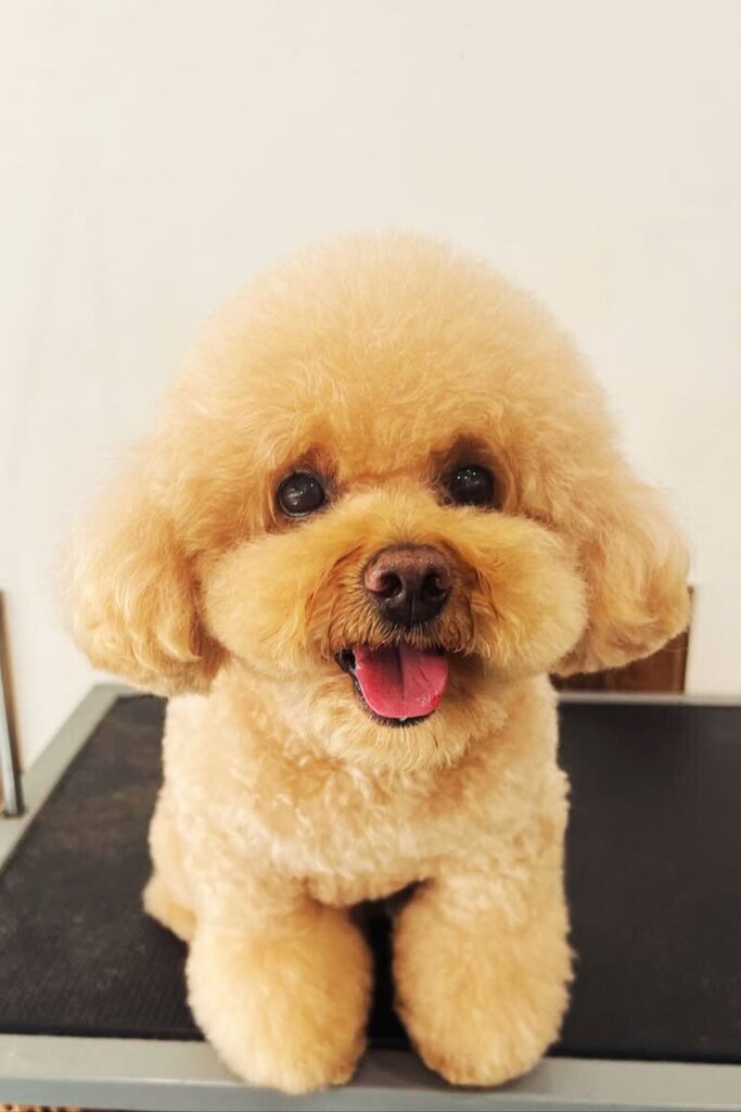 22 Adorable Toy Poodle Haircut Styles That Will Make You Swoon