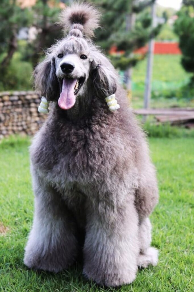 22 Gorgeous Standard Poodle Haircut Styles