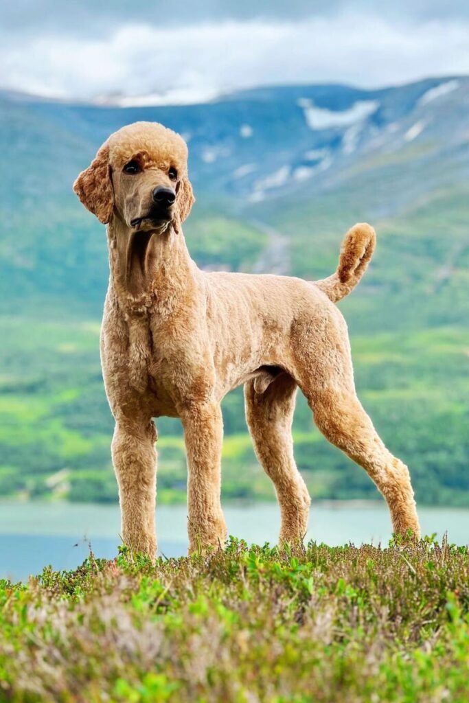 22 Gorgeous Standard Poodle Haircut Styles