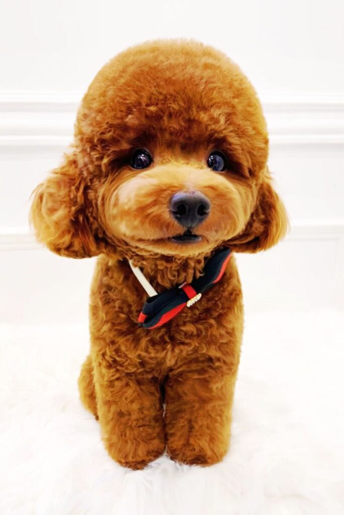 22 Adorable Toy Poodle Haircut Styles That Will Make You Swoon