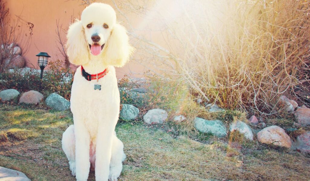 100 Standard Poodle Names for Unique Dogs